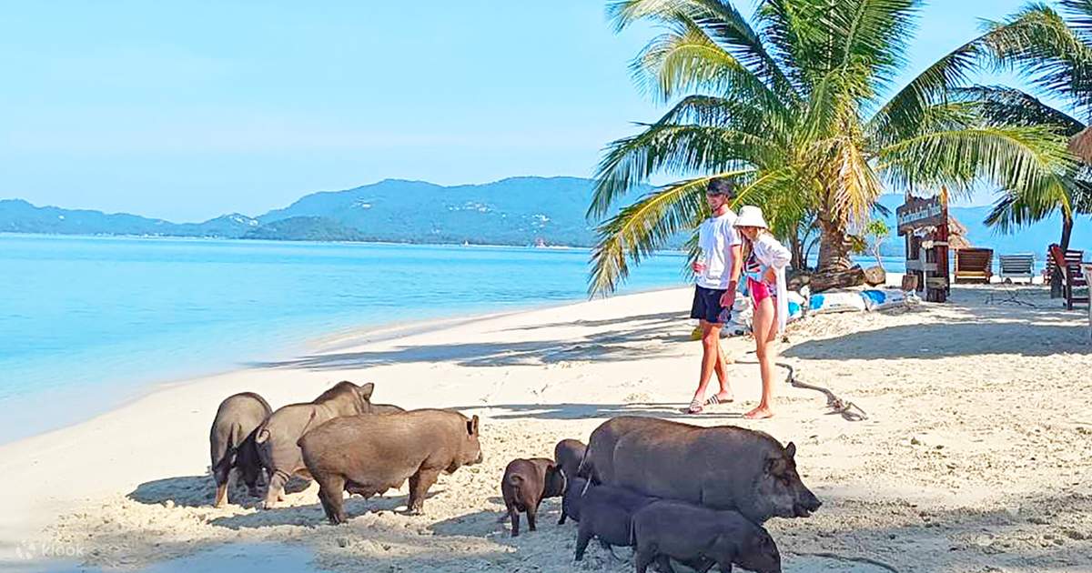 Đảo Lợn VIP - Klook Việt Nam